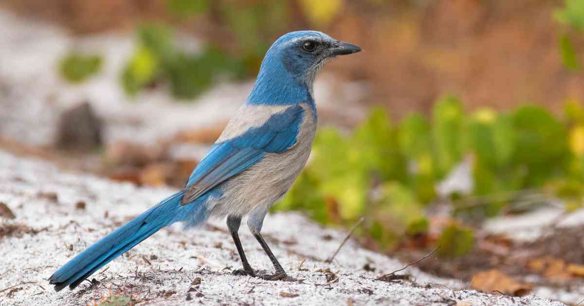 Florida Scrub Jay Behavior - AnimalBehaviorCorner