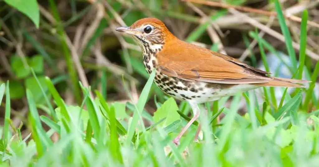 Wood Thrush - AnimalBehaviorCorner