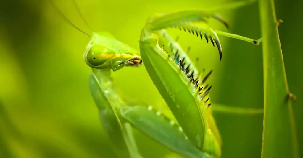 Biggest Praying Mantises - AnimalBehaviorCorner