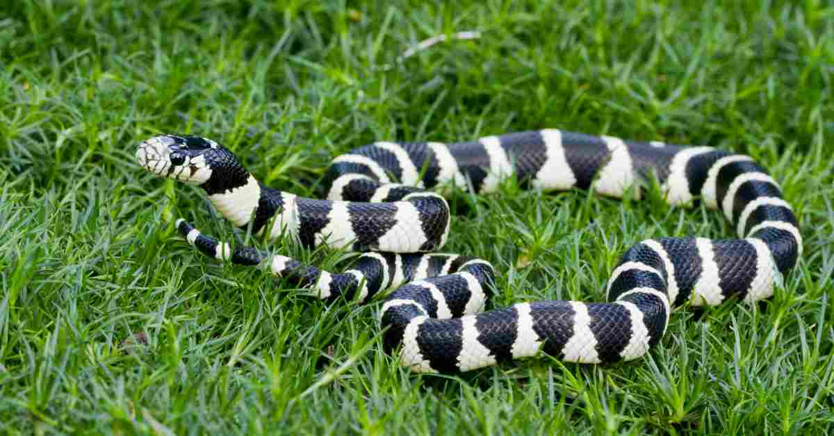 Stick Insect Behaviour Animalbehaviorcorner