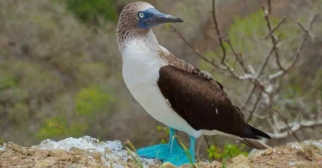Blue Footed Booby Behavior - AnimalBehaviorCorner