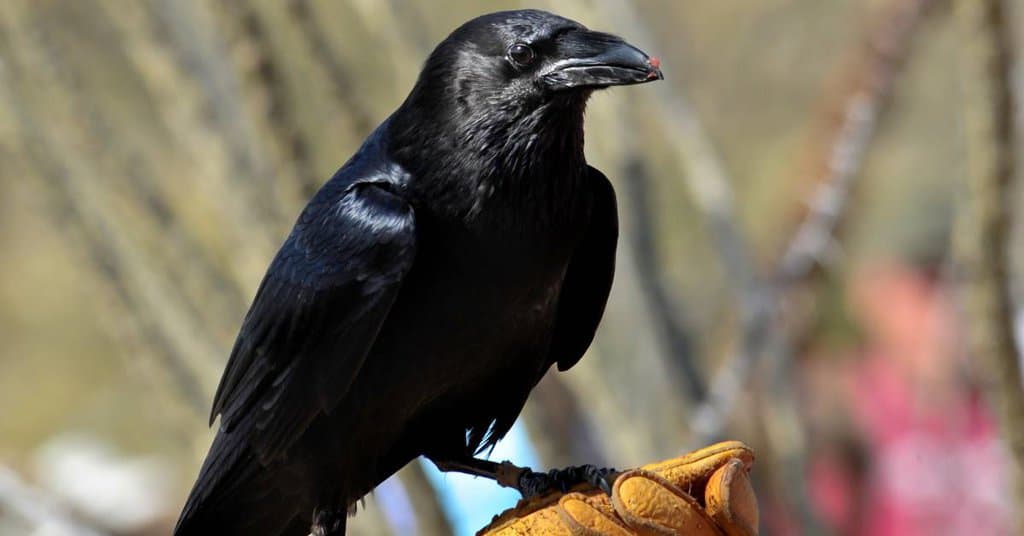 Chihuahuan Raven Behavior - AnimalBehaviorCorner