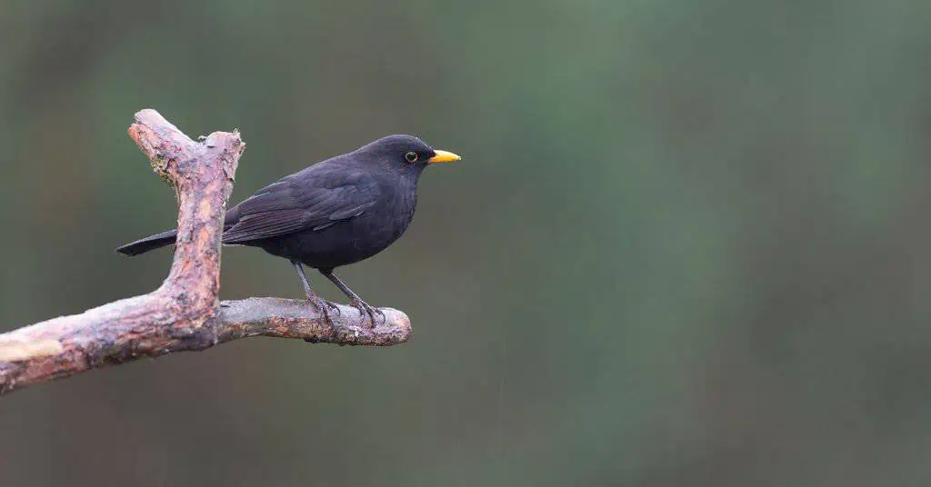 Common Blackbird Behavior - AnimalBehaviorCorner