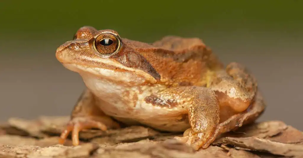 Common Frog Behavior - AnimalBehaviorCorner