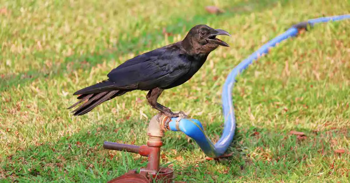 Crow Intelligence - AnimalBehaviorCorner