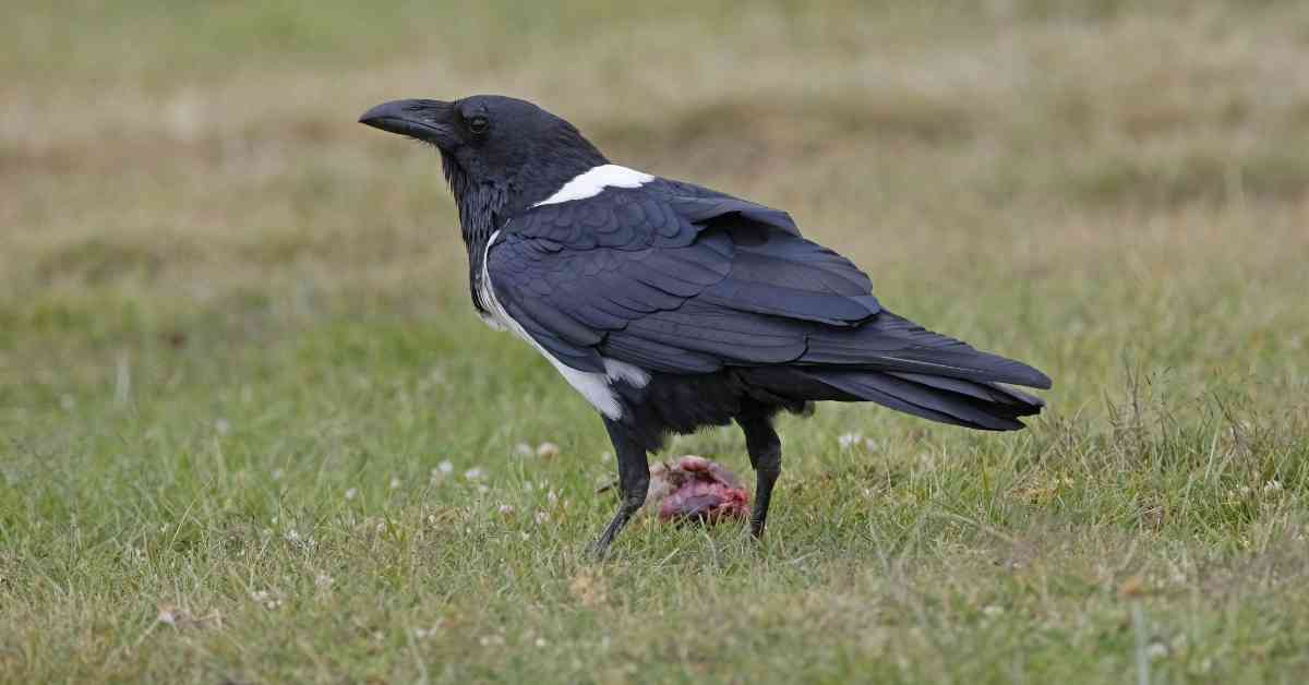 Pied Crows - AnimalBehaviorCorner