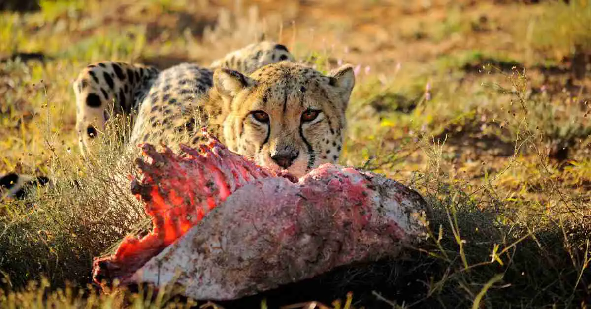 Types of Predators - AnimalBehaviorCorner