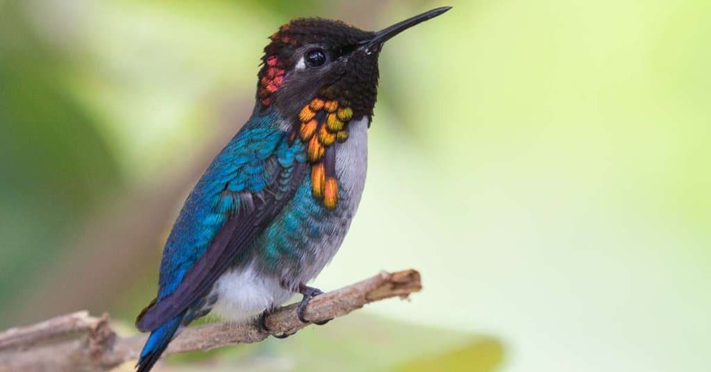 Blue Hummingbirds - AnimalBehaviorCorner