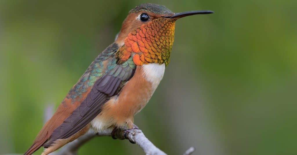 Allen’s Hummingbird Behavior - AnimalBehaviorCorner
