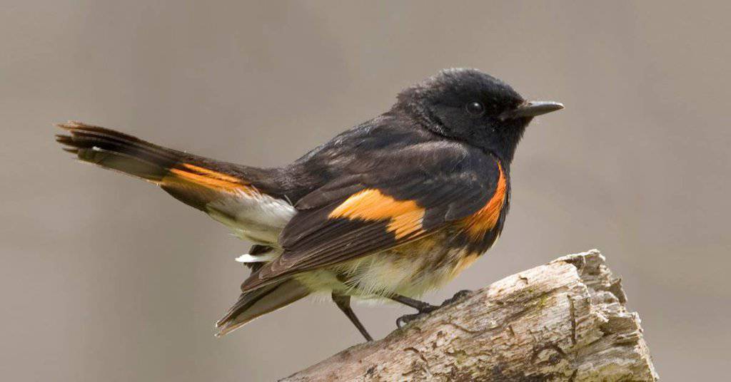 American Redstart Behavior - AnimalBehaviorCorner