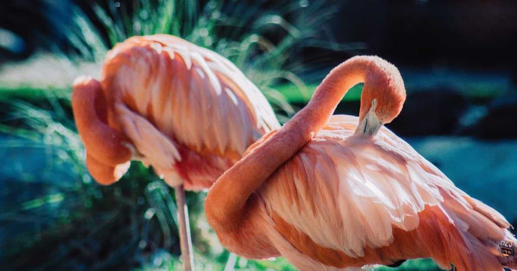 Birds Preening Behavior - AnimalBehaviorCorner