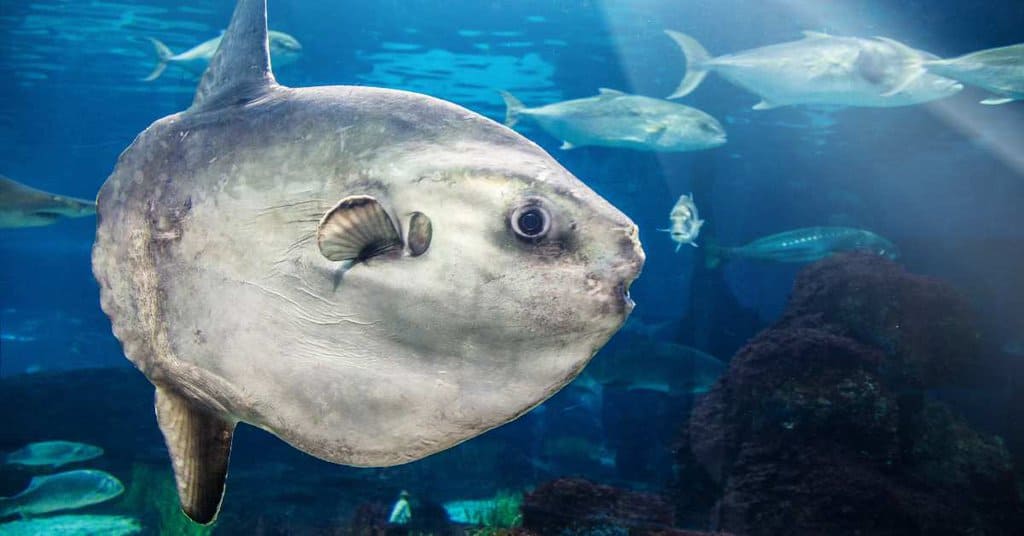 Mola Mola Fish Behavior - AnimalBehaviorCorner