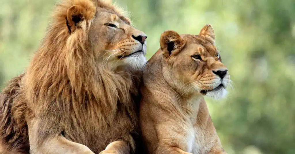 Sexual Dimorphism in Animals - AnimalBehaviorCorner