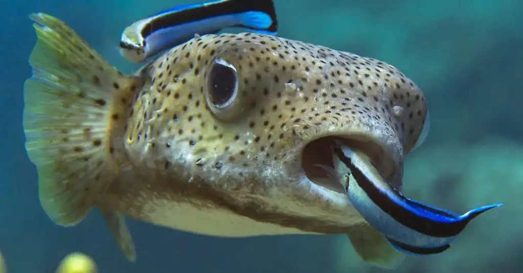 Symbiotic Mutualism in Animals - AnimalBehaviorCorner