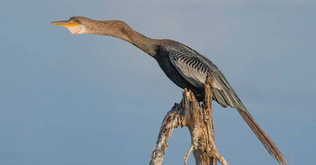 Anhinga Bird Behavior - AnimalBehaviorCorner