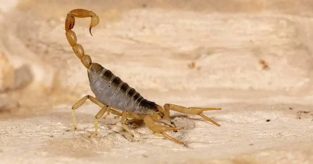 Arizona Scorpions - AnimalBehaviorCorner