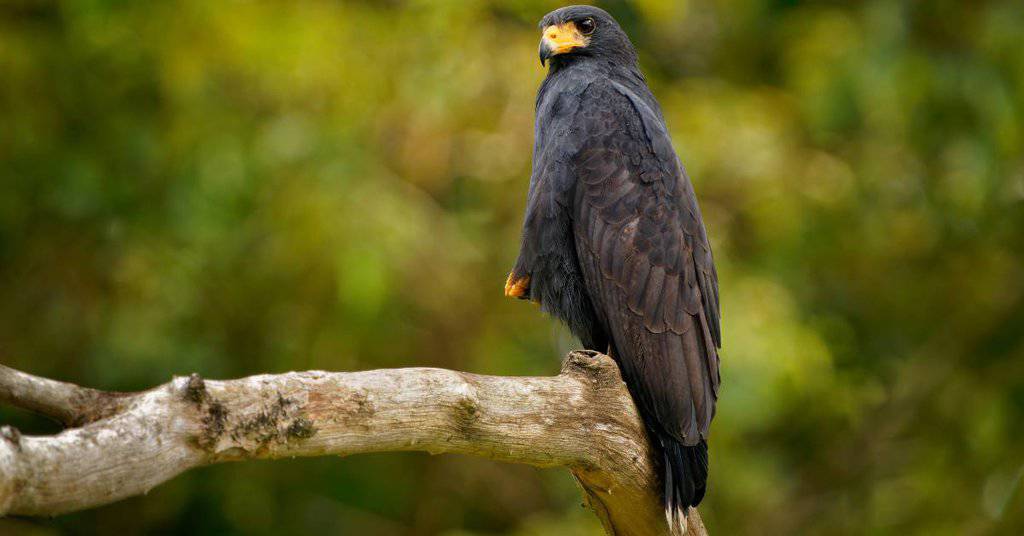 Common Black Hawk Behavior - AnimalBehaviorCorner