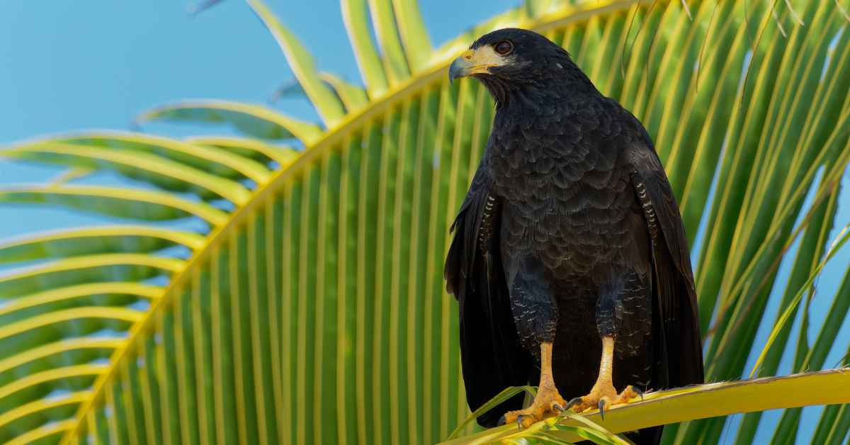 Common Black Hawk Behavior - AnimalBehaviorCorner