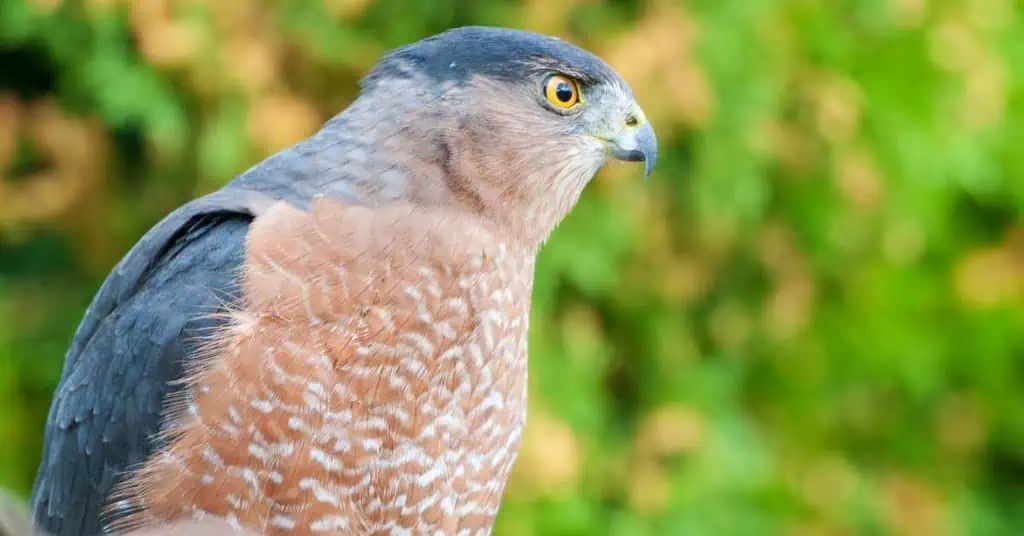 Cooper's Hawk Bird - AnimalBehaviorCorner