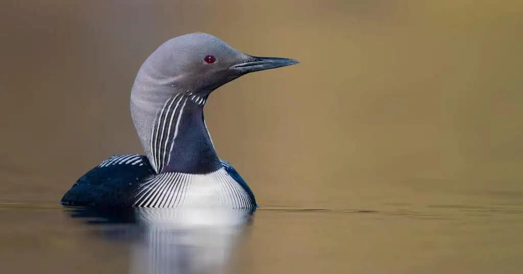 Pacific Loon Behavior - AnimalBehaviorCorner