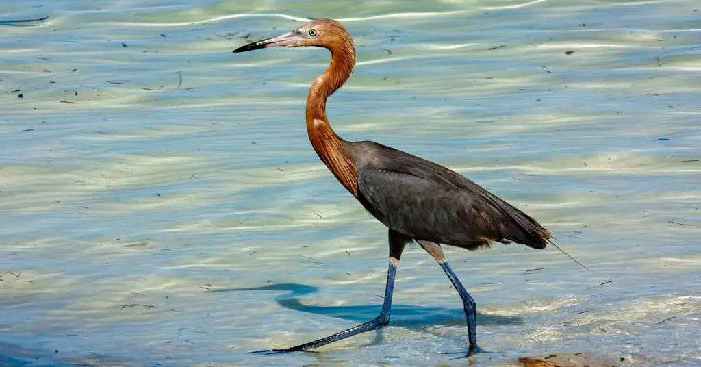 Reddish Egrets - AnimalBehaviorCorner