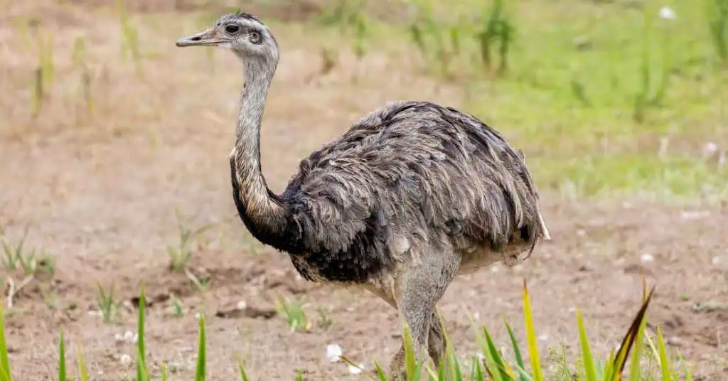 Rhea Birds - AnimalBehaviorCorner