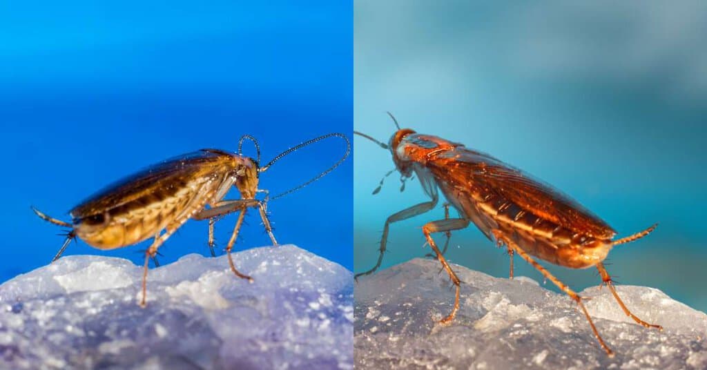 American Cockroach vs German Cockroach: A Comparison - AnimalBehaviorCorner