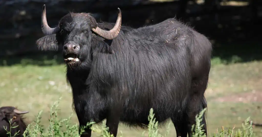 Asian Water Buffalo - AnimalBehaviorCorner