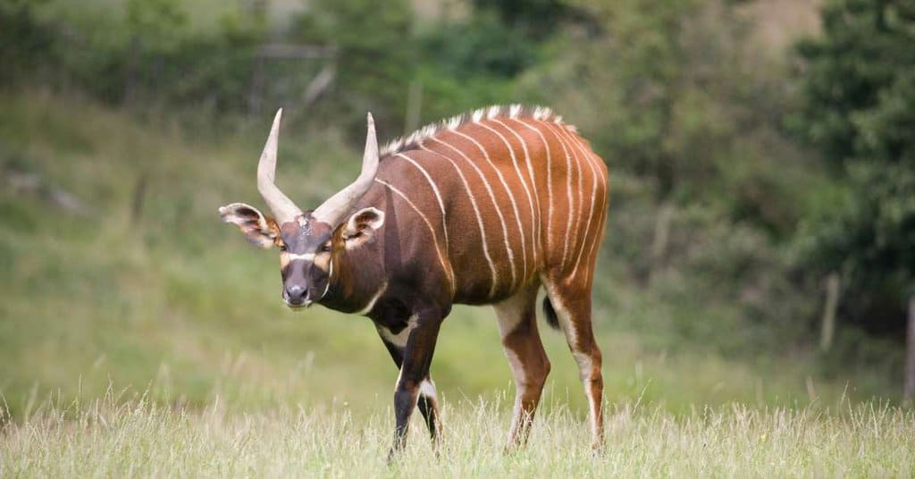 Bongo Antelope Behavior - AnimalBehaviorCorner