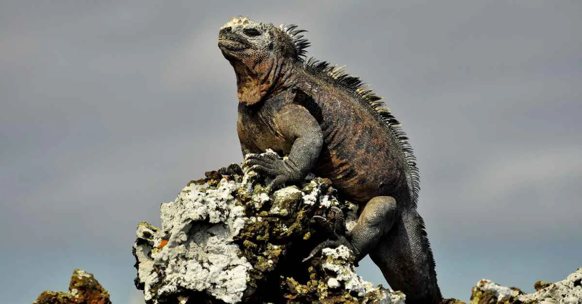 Galapagos Islands Animals - AnimalBehaviorCorner