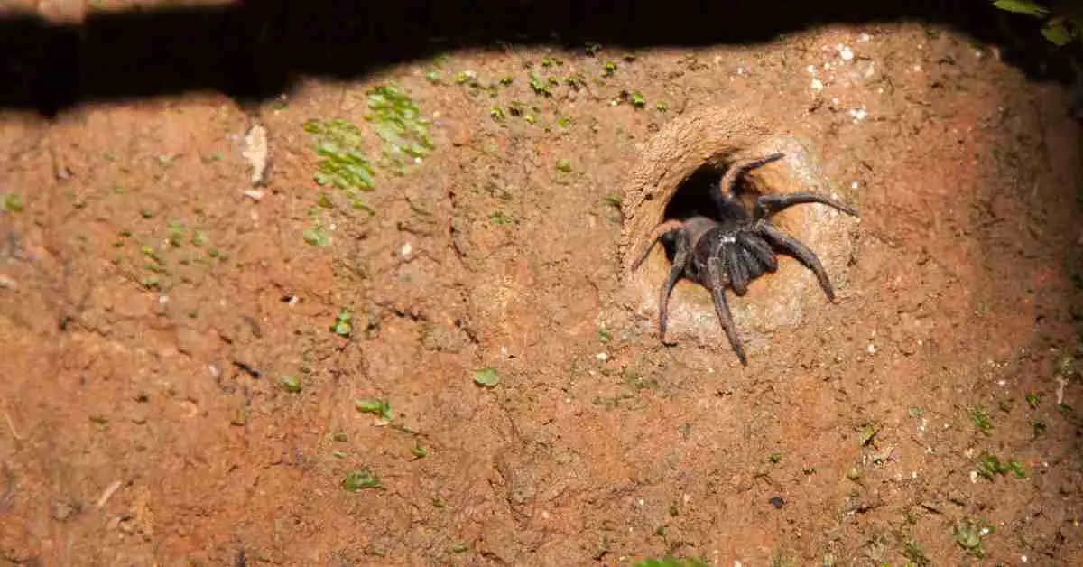 Australian Funnel-web Spiders - AnimalBehaviorCorner