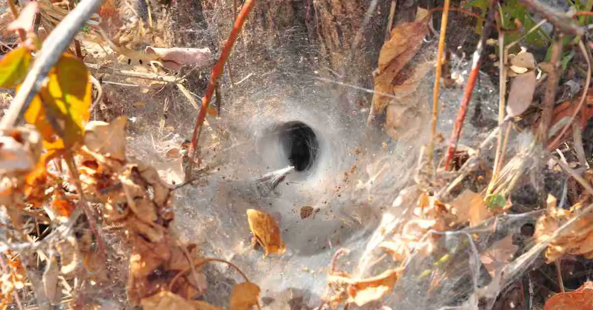 Australian Funnel-web Spiders - AnimalBehaviorCorner