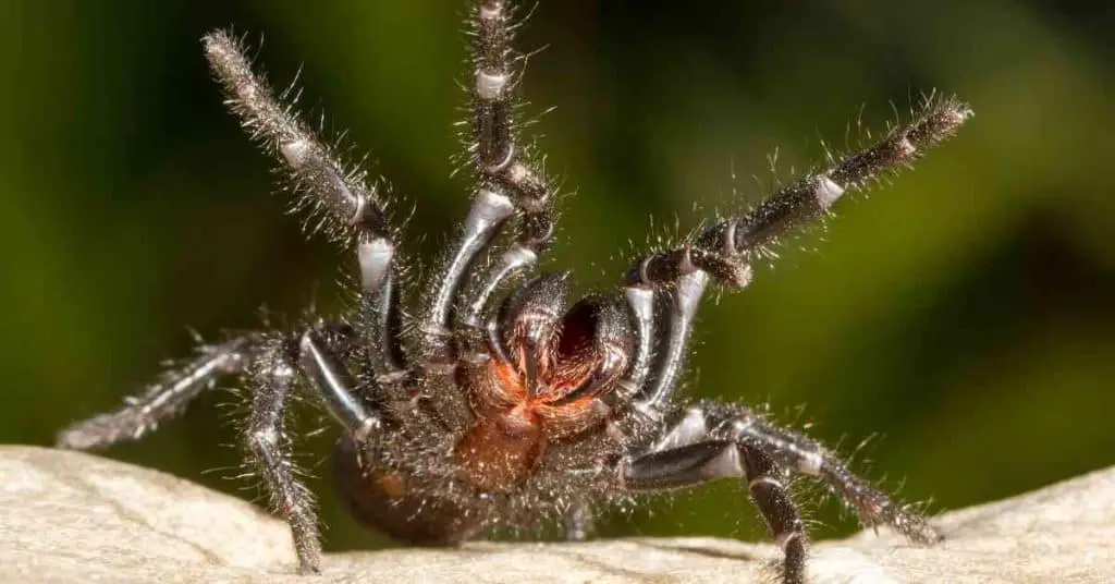 Australian Funnel-web Spiders - AnimalBehaviorCorner