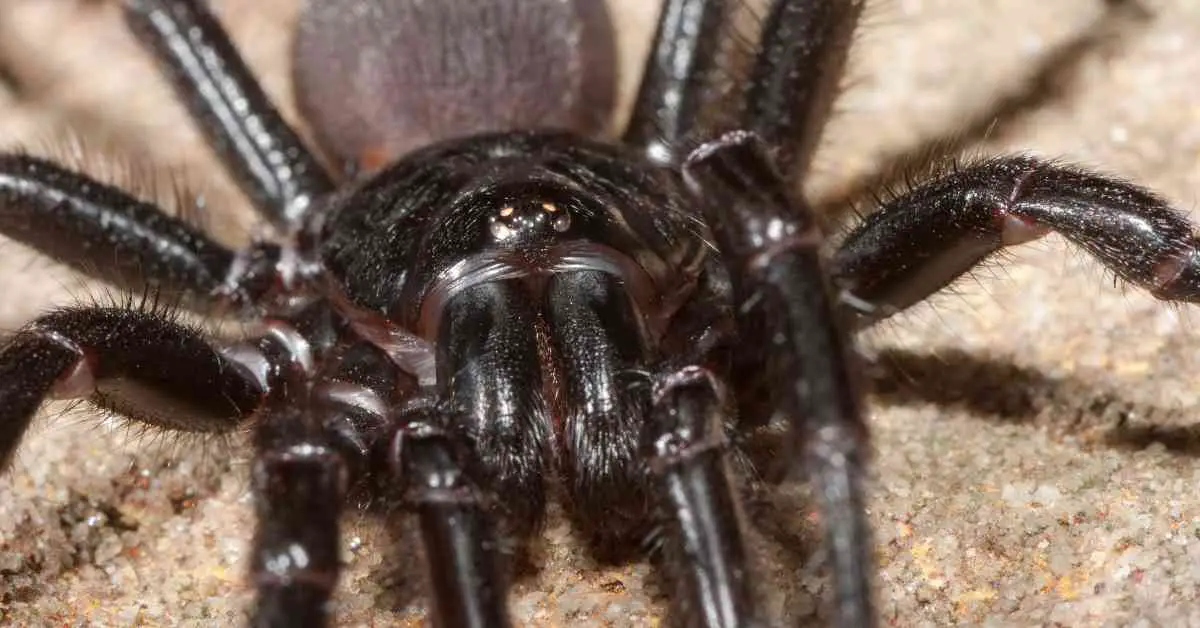 Australian Funnel-web Spiders - AnimalBehaviorCorner