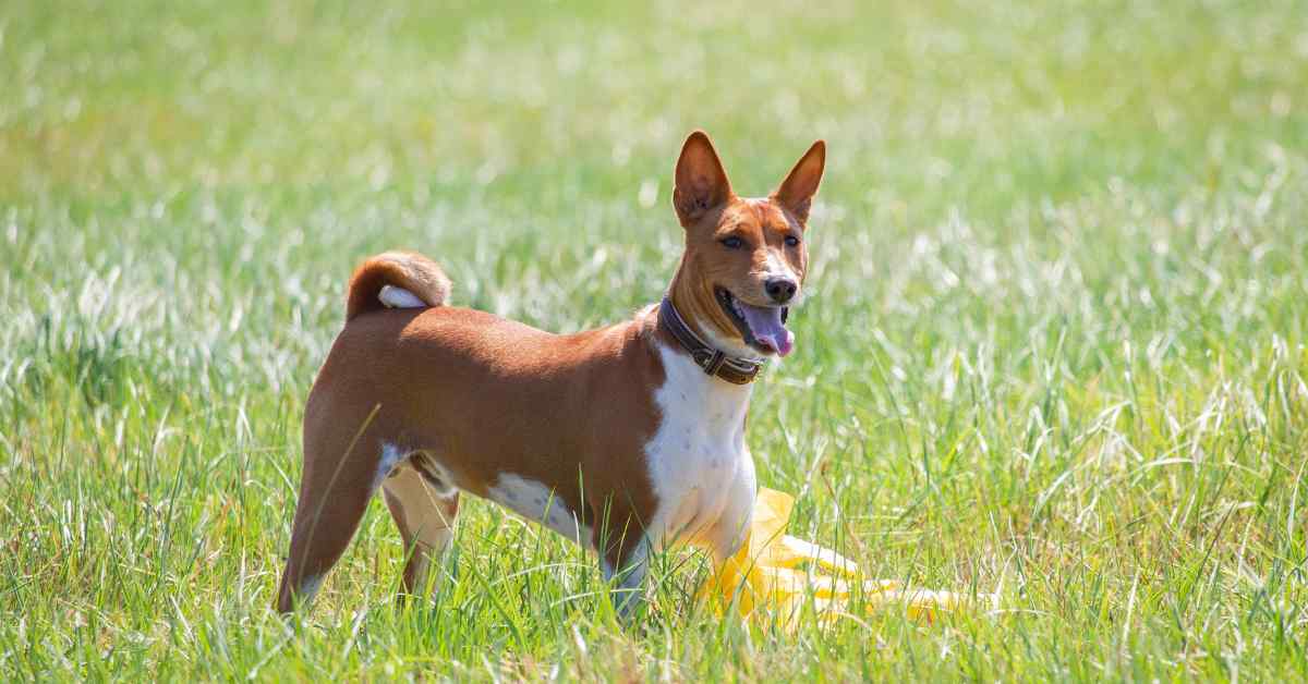 Basenji Behavior: Traits, Challenges, and Tips - AnimalBehaviorCorner
