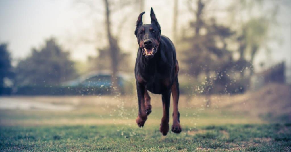 Doberman Behavior - AnimalBehaviorCorner
