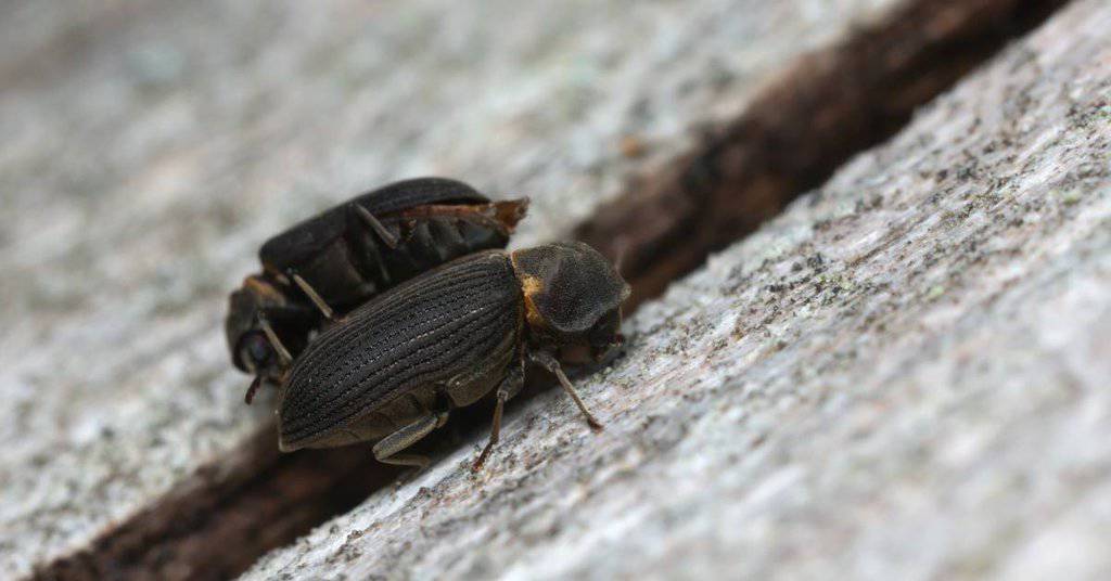 Furniture Beetles: From Larvae to Lumber - AnimalBehaviorCorner