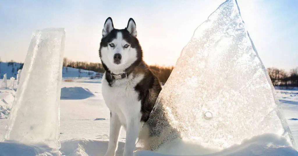 Siberian Husky Behavior - AnimalBehaviorCorner