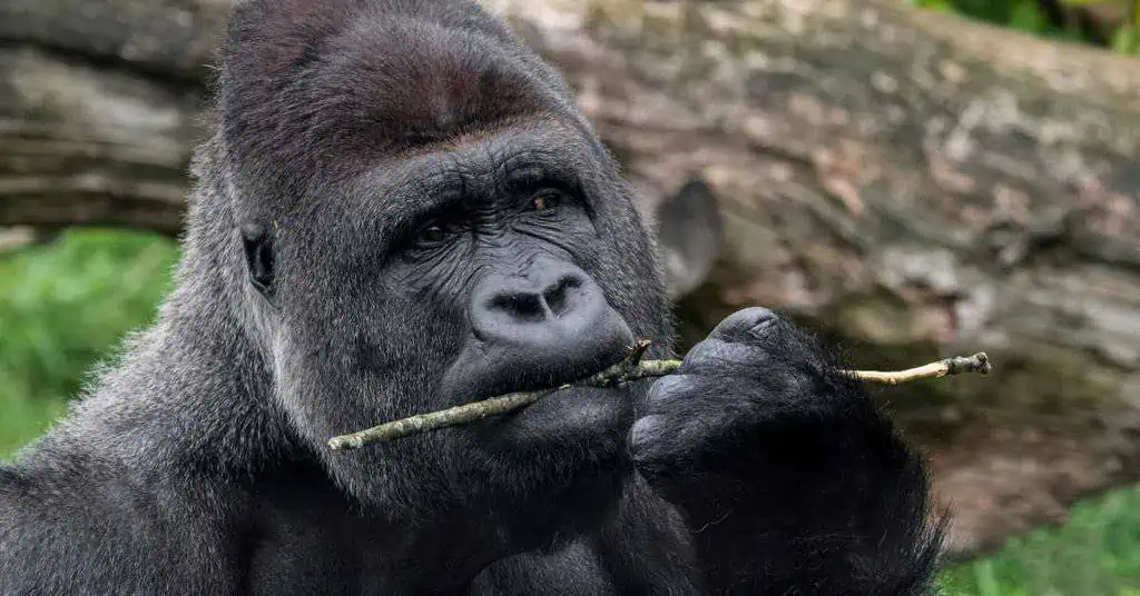 Secrets of Primate Foraging from Wild Western Gorillas ...