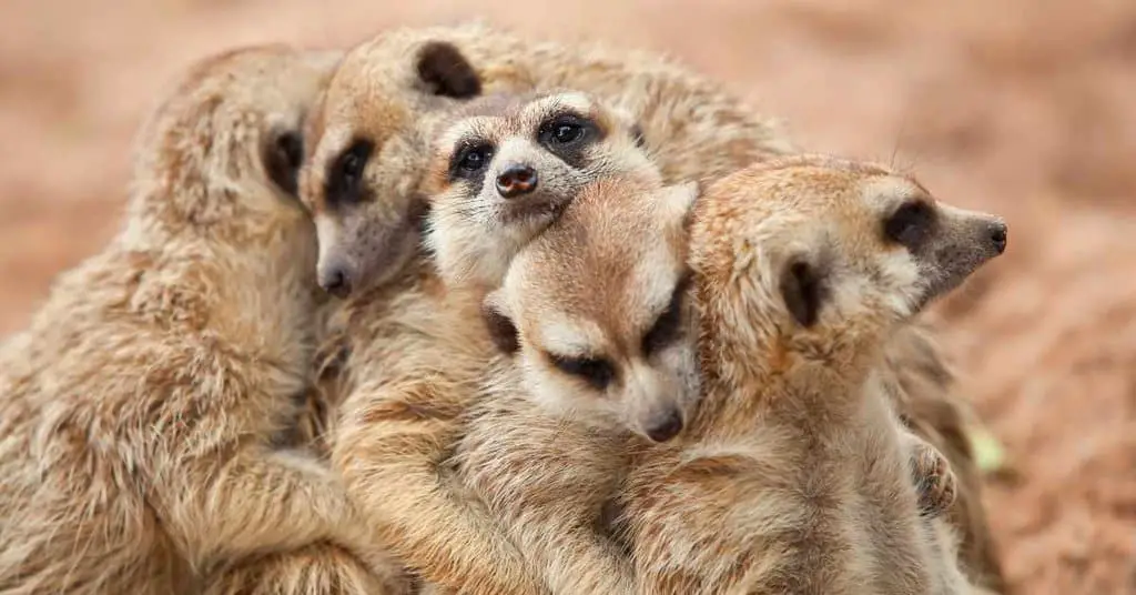 Animal Social Behavior: Insights and Examples - AnimalBehaviorCorner