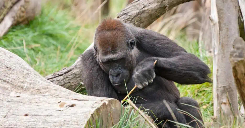 How Animals Make Decisions in the Wild - AnimalBehaviorCorner