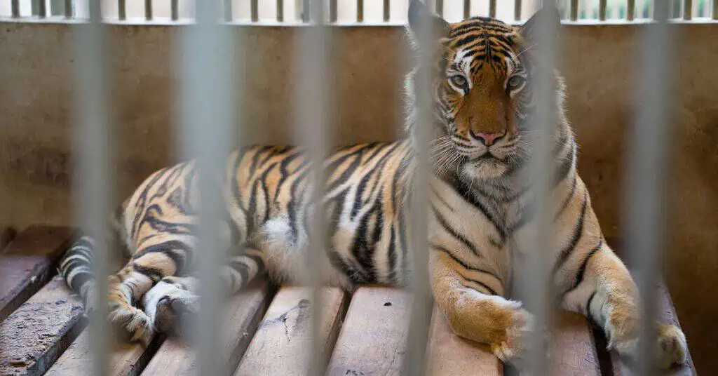 Animals in Captivity: Conservation or Exploitation? - AnimalBehaviorCorner