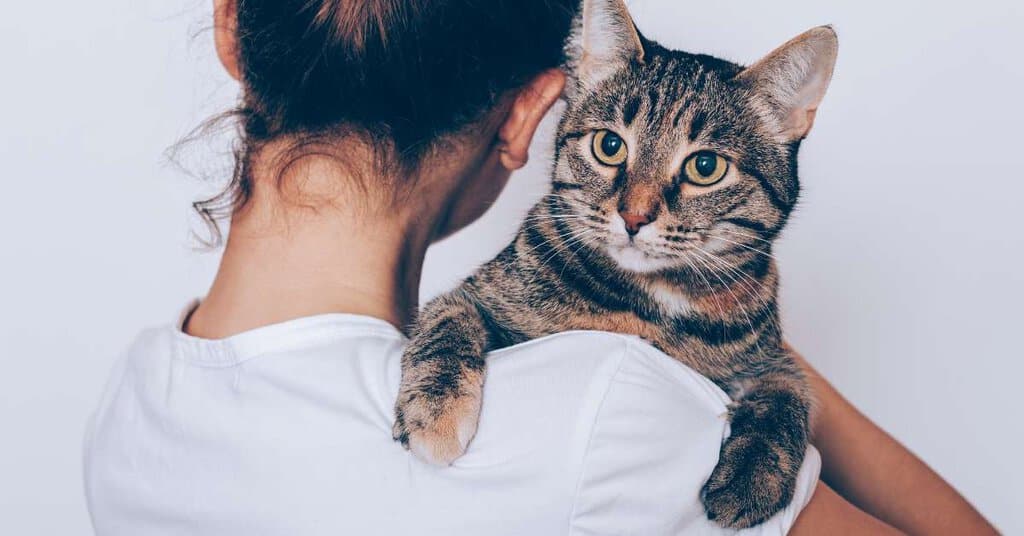 Feline Behavior: Understanding Your Cat's Actions - AnimalBehaviorCorner