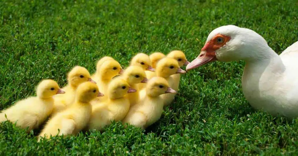 Instinct vs. Learned Behavior: Unveiling Nature's Blueprint ...