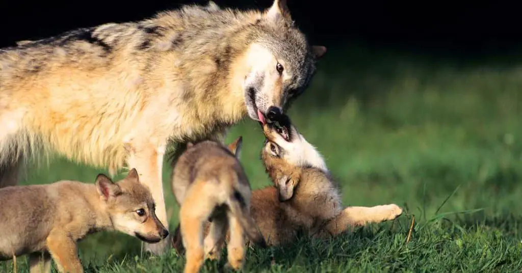 Parental Care in the Animal Kingdom: A Comprehensive Guide ...