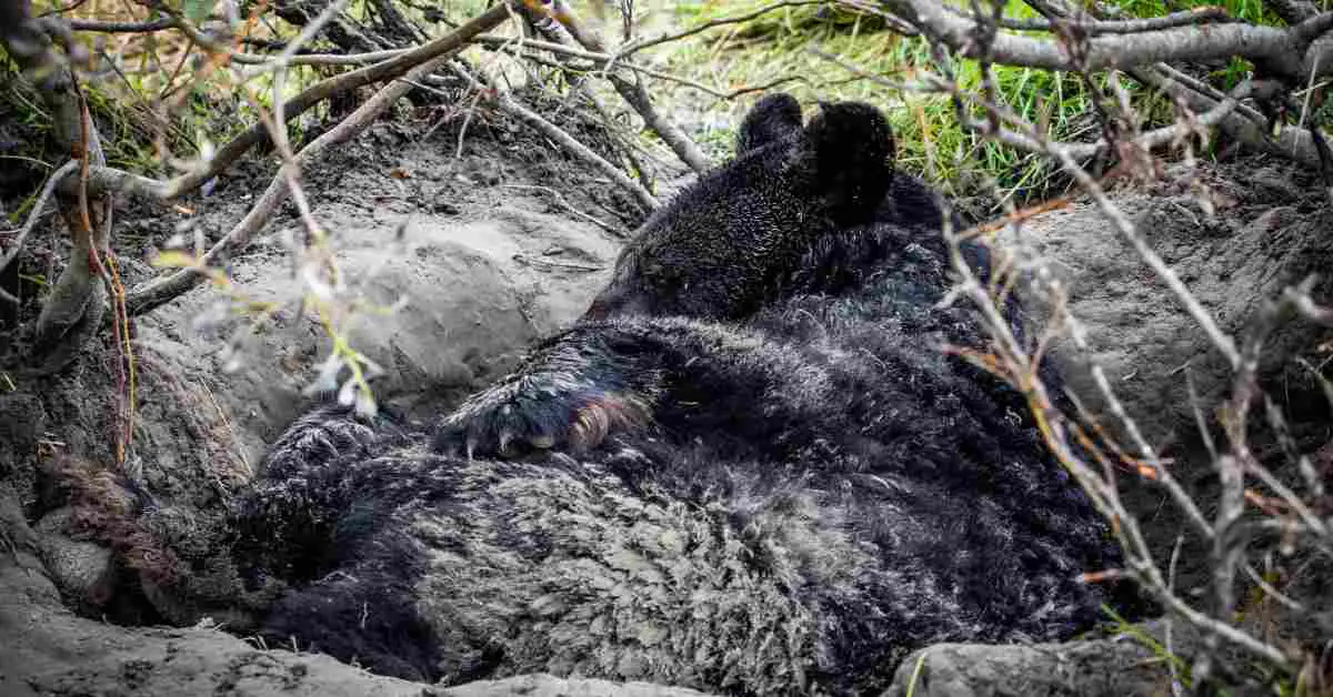 Bear Hibernation Behavior: What You Need to Know - AnimalBehaviorCorner