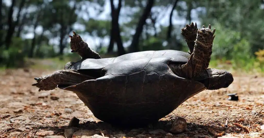 Behavioral Ecology: Understanding Animal Behavior in the Context of ...