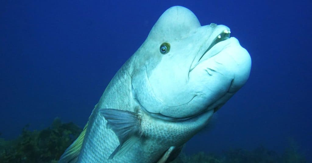 Sequential Hermaphrodites: Fascinating Facts for Nature Enthusiasts ...