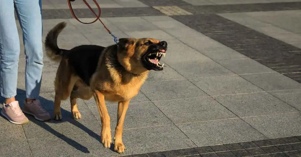 Effective Ways to Manage Dog Aggression - AnimalBehaviorCorner