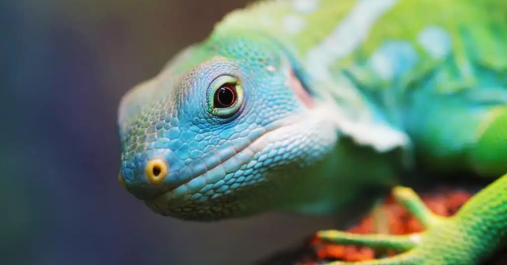 Lizard Behavior: A Comprehensive Guide - AnimalBehaviorCorner